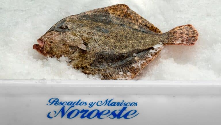 Comprar Rodaballo Salvaje | Pescados Noroeste